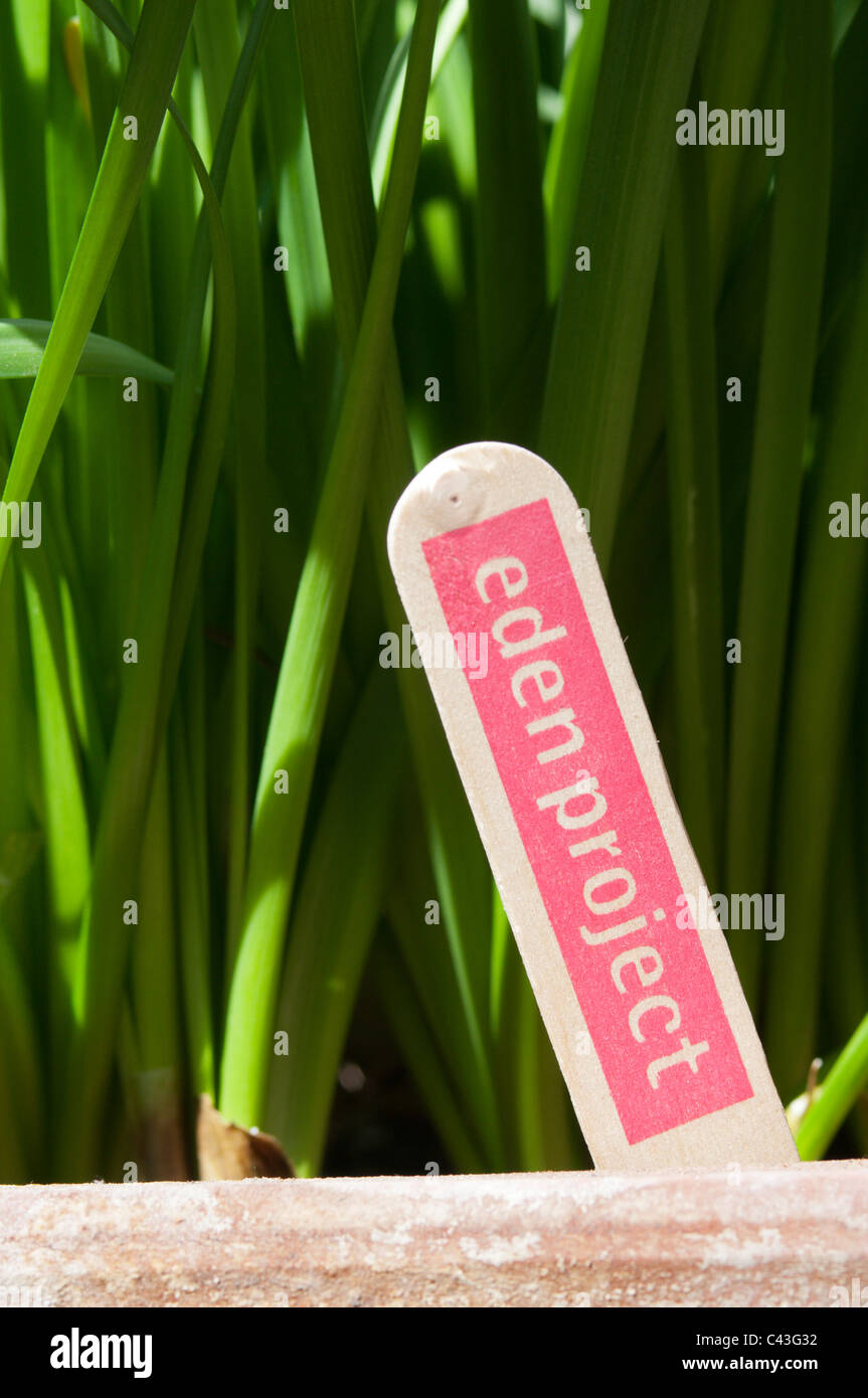 A plant tag bearing the name of the Eden Project Stock Photo - Alamy
