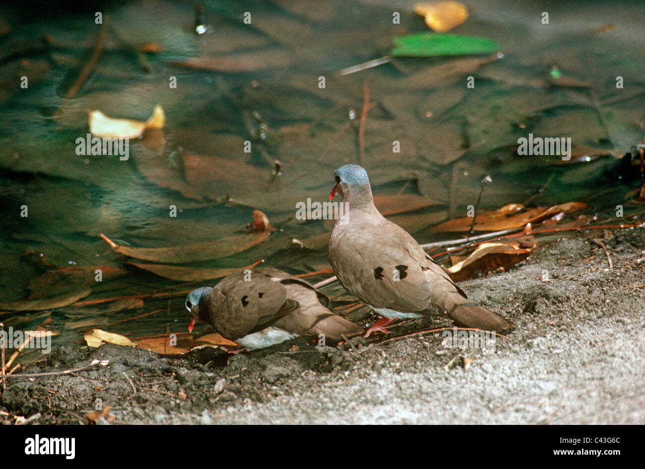 Red-billed / blue-spotted wood doves (Turtur afer; Columbidae) drinking ...