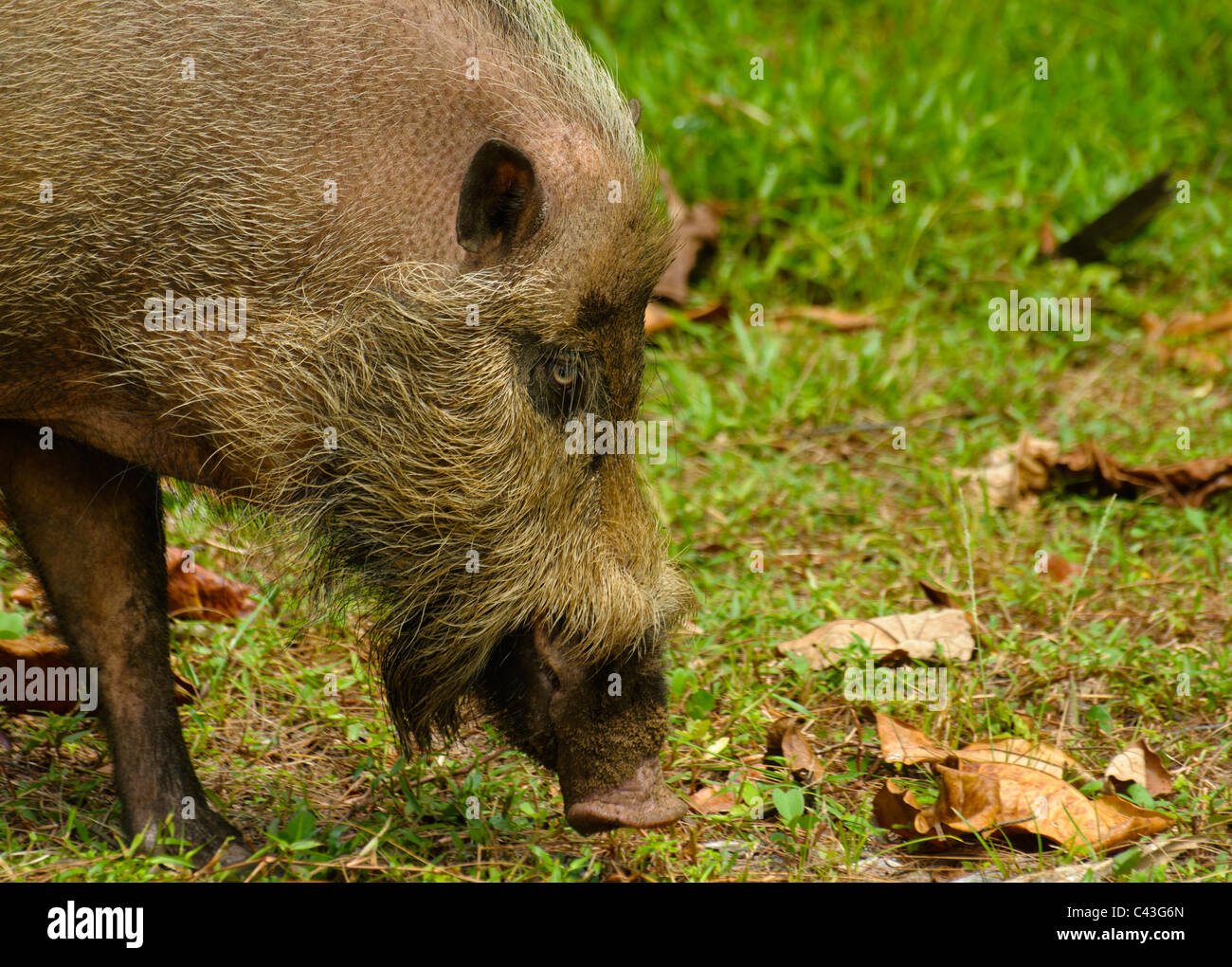 Bornean bearded pig ( Sus Barbatus) in Bako National Park in Sarawak ...