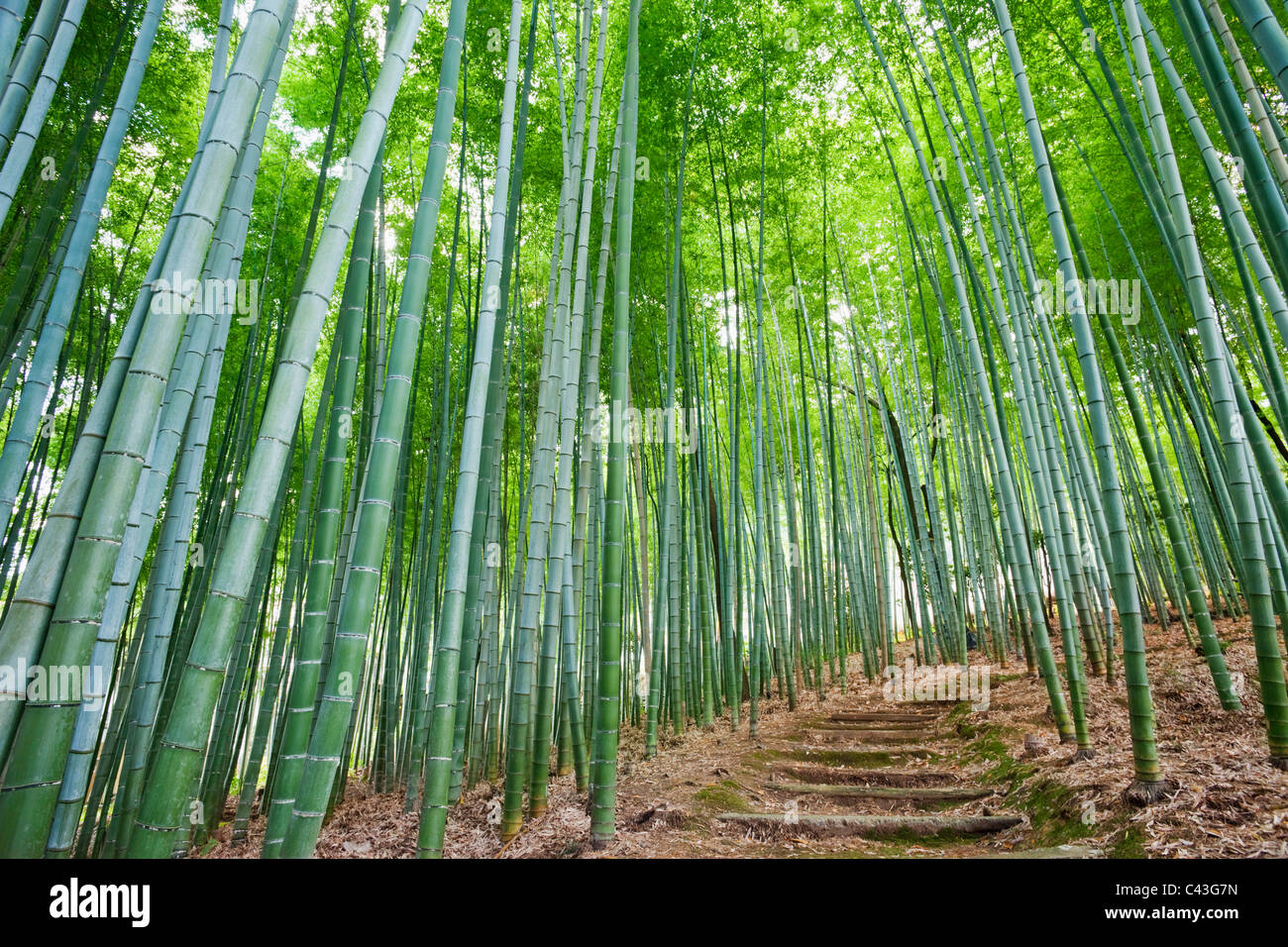 Asia, Japan, Honshu, Kyoto, Arashiyama, Adashino Nembutsu-ji Temple ...