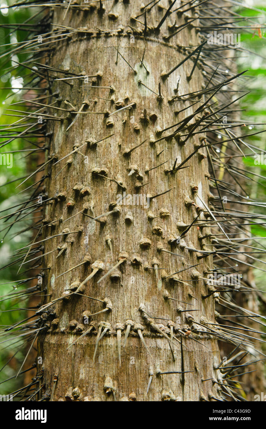 sharp thorns on a giant palm tree in Bako National Park in Sarawak ...