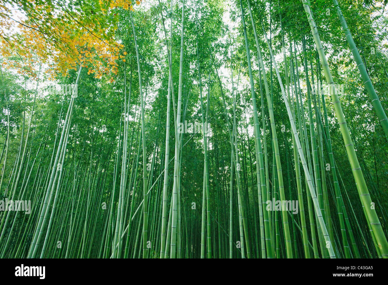 Asia, Japan, Honshu, Kyoto, Arashiyama, Bamboo, Forest, Forests ...