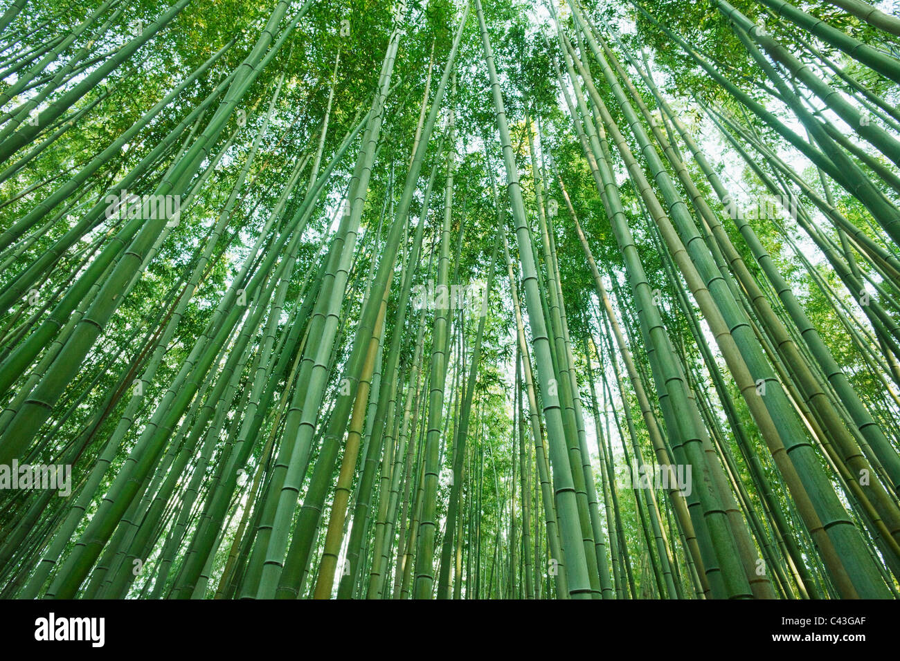 Asia, Japan, Honshu, Kyoto, Arashiyama, Bamboo, Forest, Forests ...
