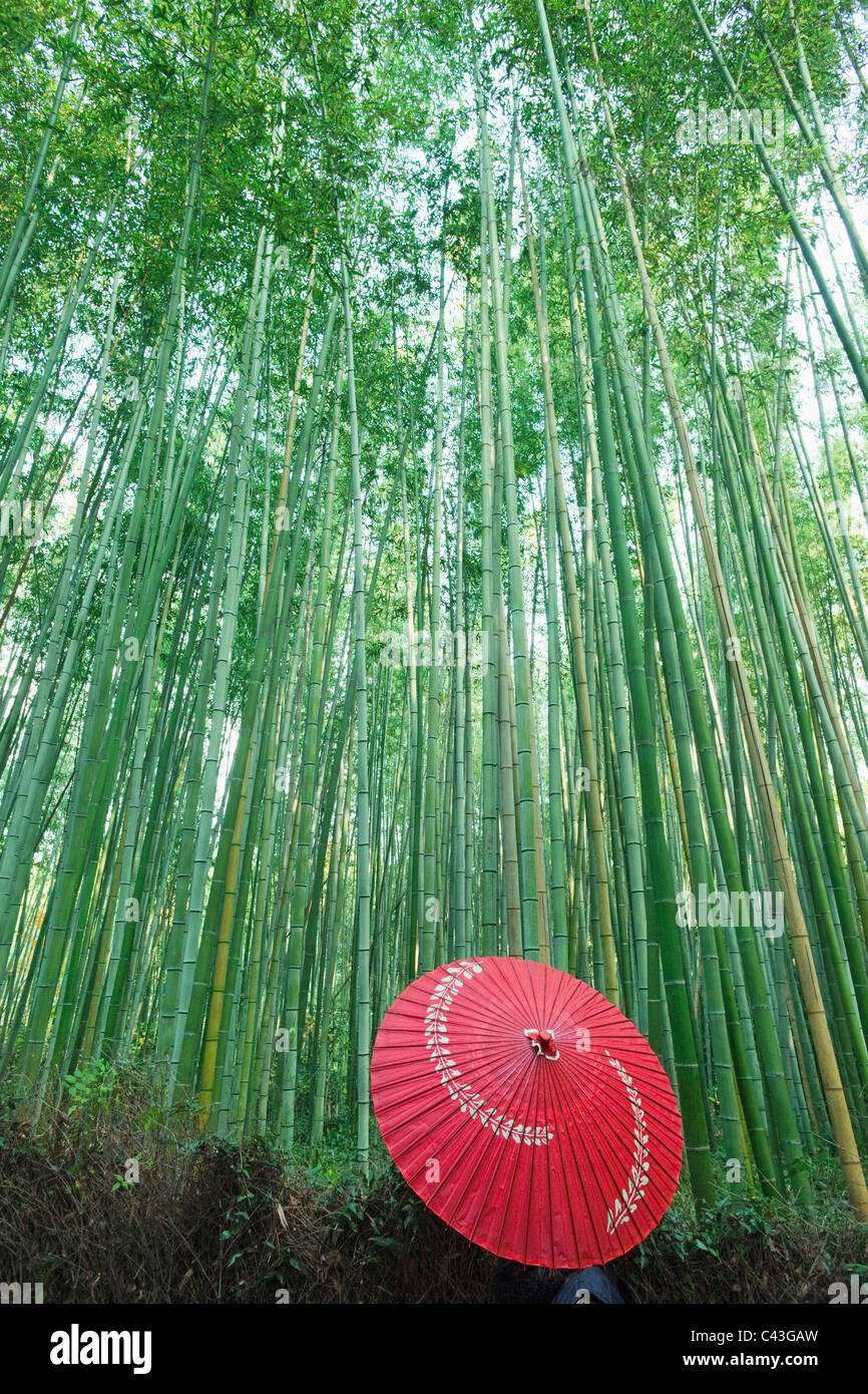 Asia, Japan, Honshu, Kyoto, Arashiyama, Bamboo, Forest, Forests ...
