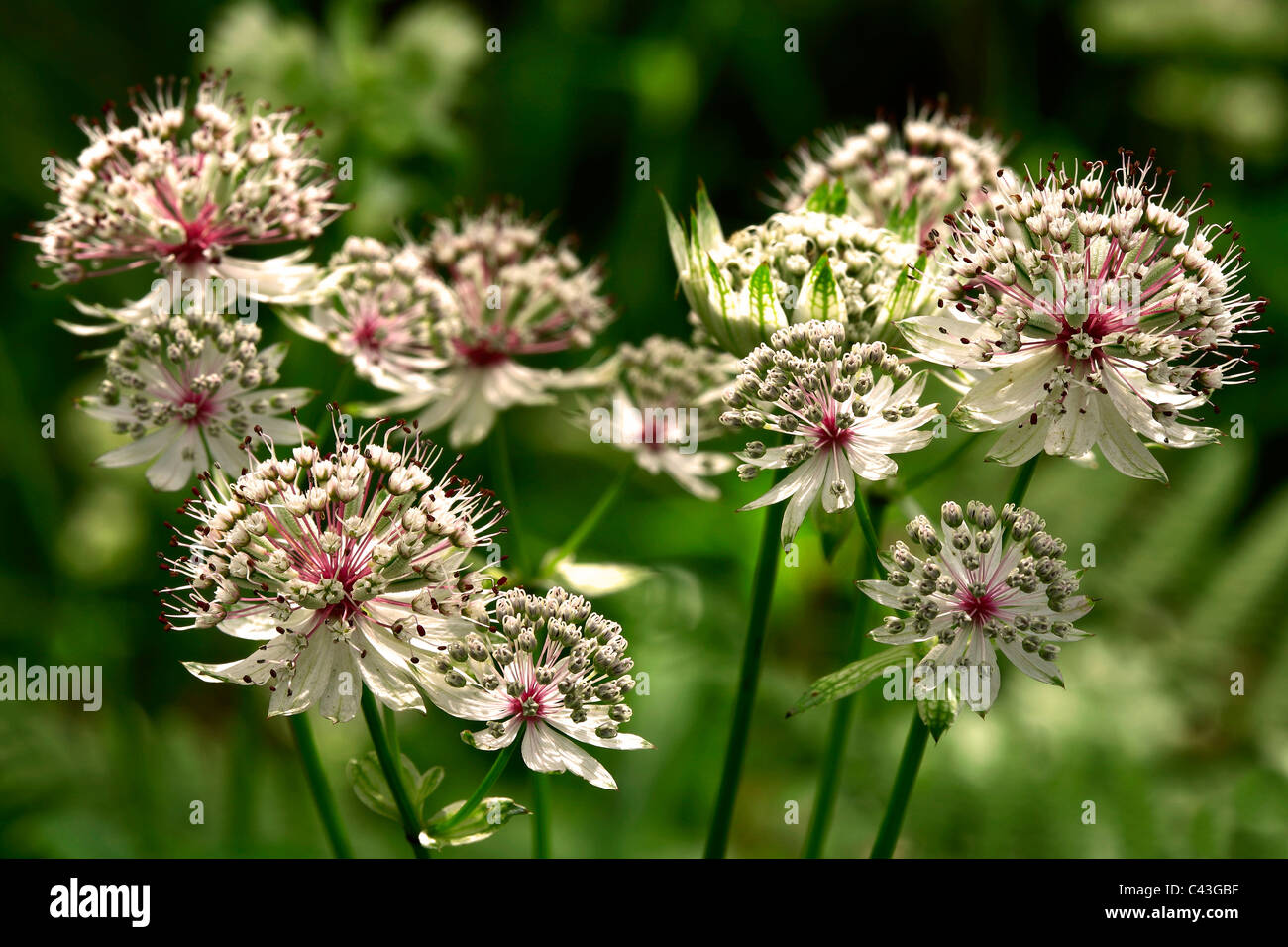 Astrantia flowers hi-res stock photography and images - Alamy