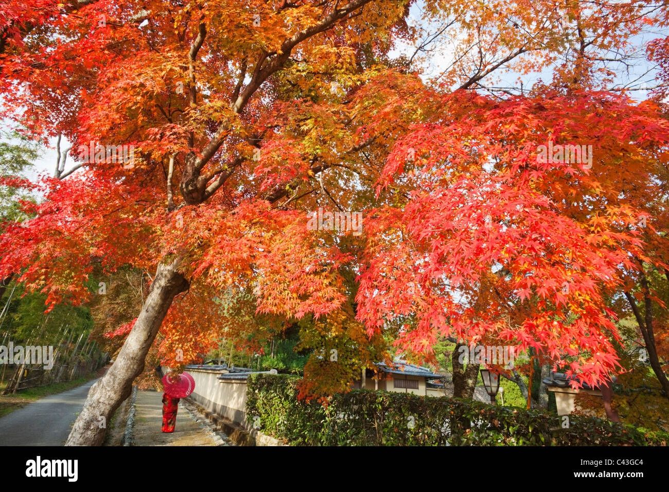 Asia, Japan, Honshu, Kyoto, Arashiyama, Seasons, Autumn, Fall, Autumn ...