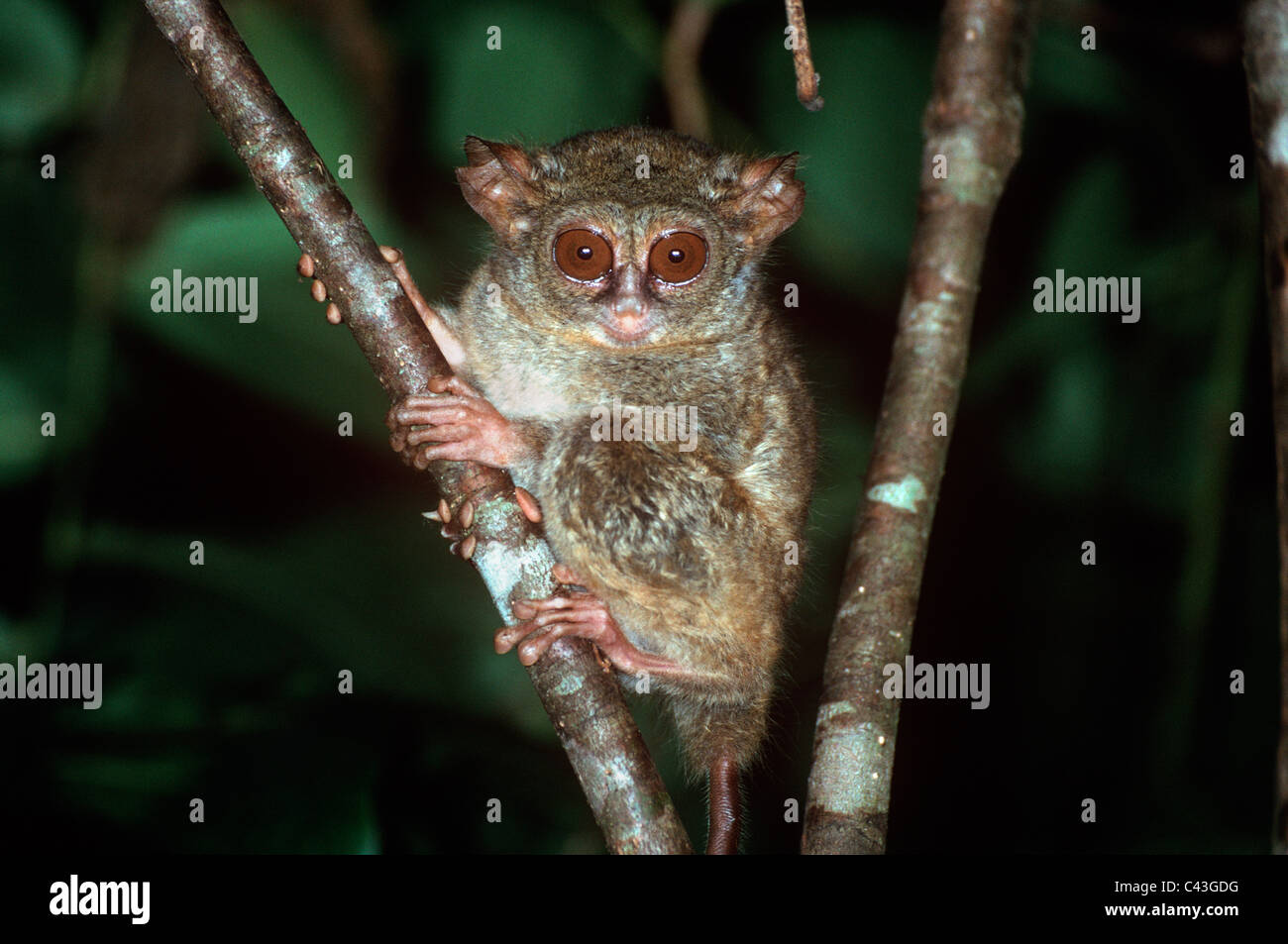 Spectral tarsier (Tarsius spectrum: Tarsiidae) at night in rainforest ...