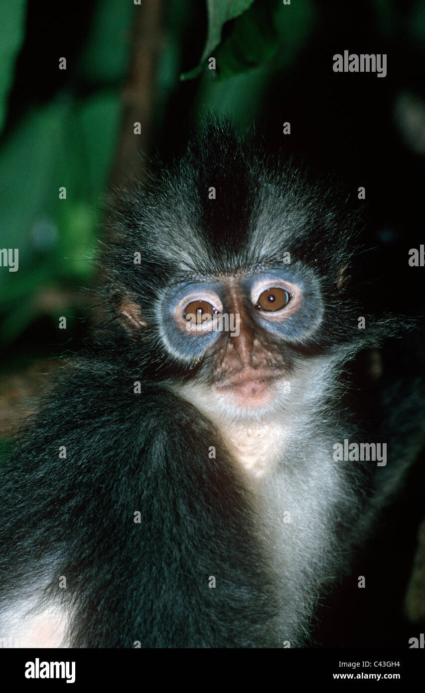Thomas leaf monkey hi-res stock photography and images - Alamy
