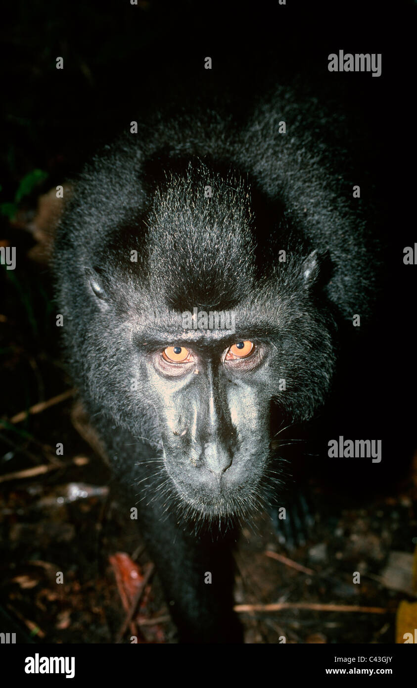 Celebes crested macaque / Sulawesi crested black macaque (Macaca nigra ...