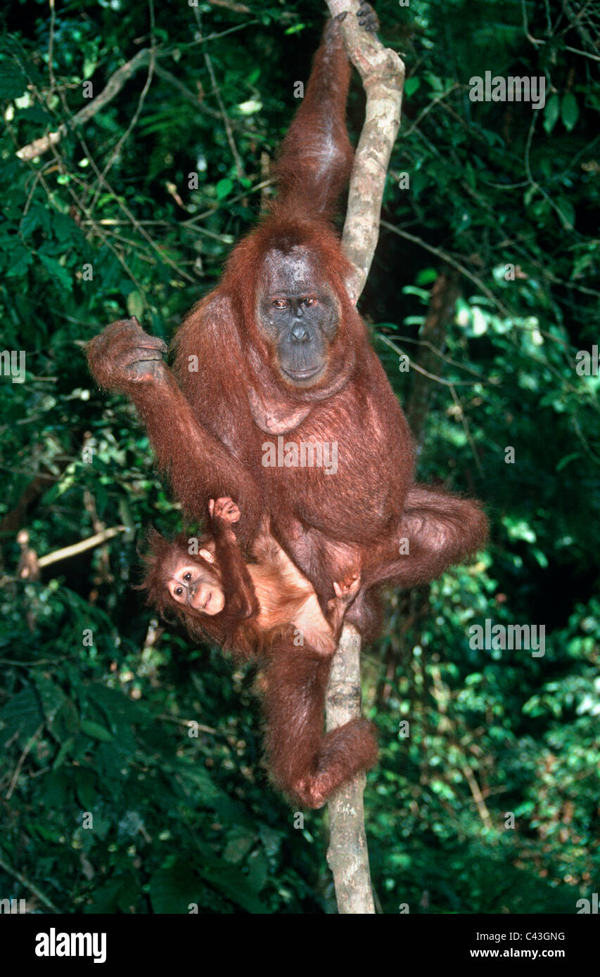 Sumatran orang utan (Pongo pygmaeus abelii: Pongidae) female with baby ...