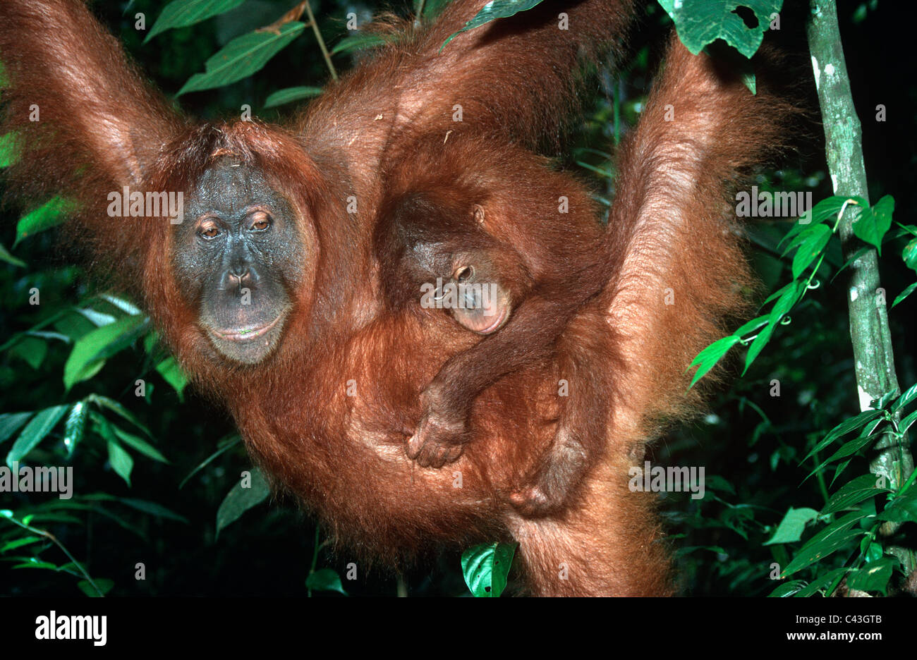 Sumatran orang utan (Pongo pygmaeus abelii: Pongidae) female with baby ...
