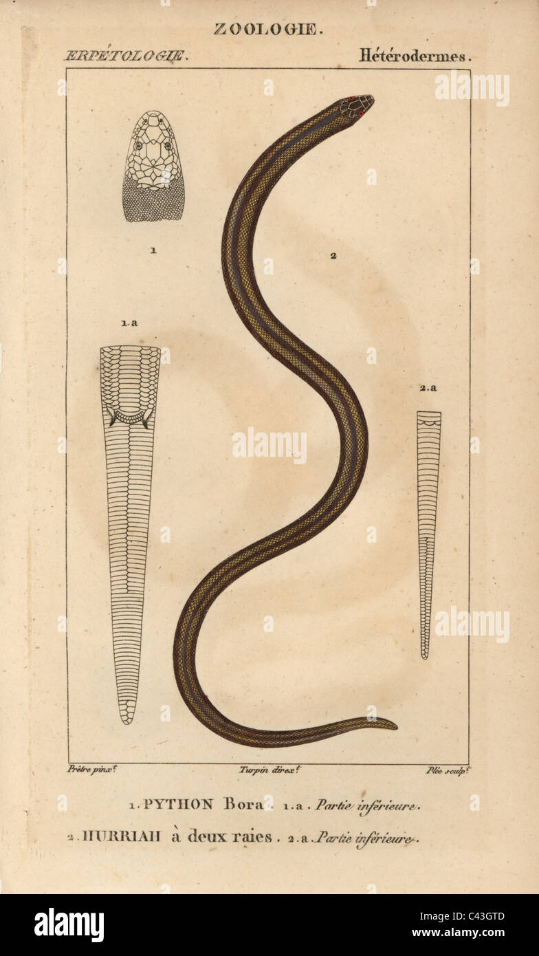 Indian reptiles snake hi-res stock photography and images - Alamy