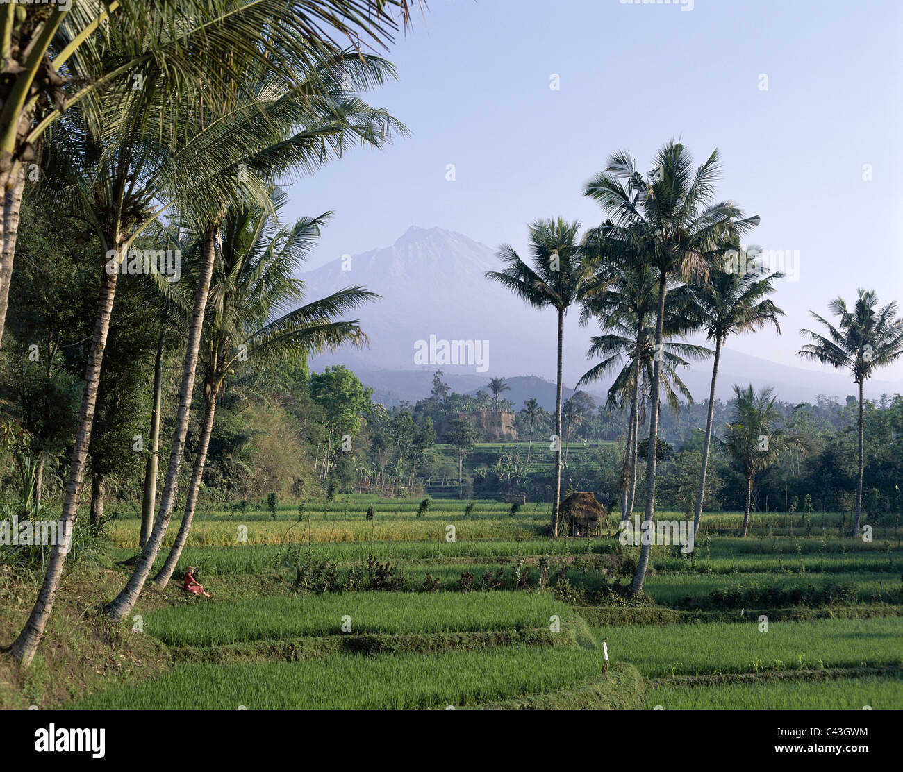Gunung, Holiday, Indonesia, Landmark, Lombok, Mount, Rice fields ...
