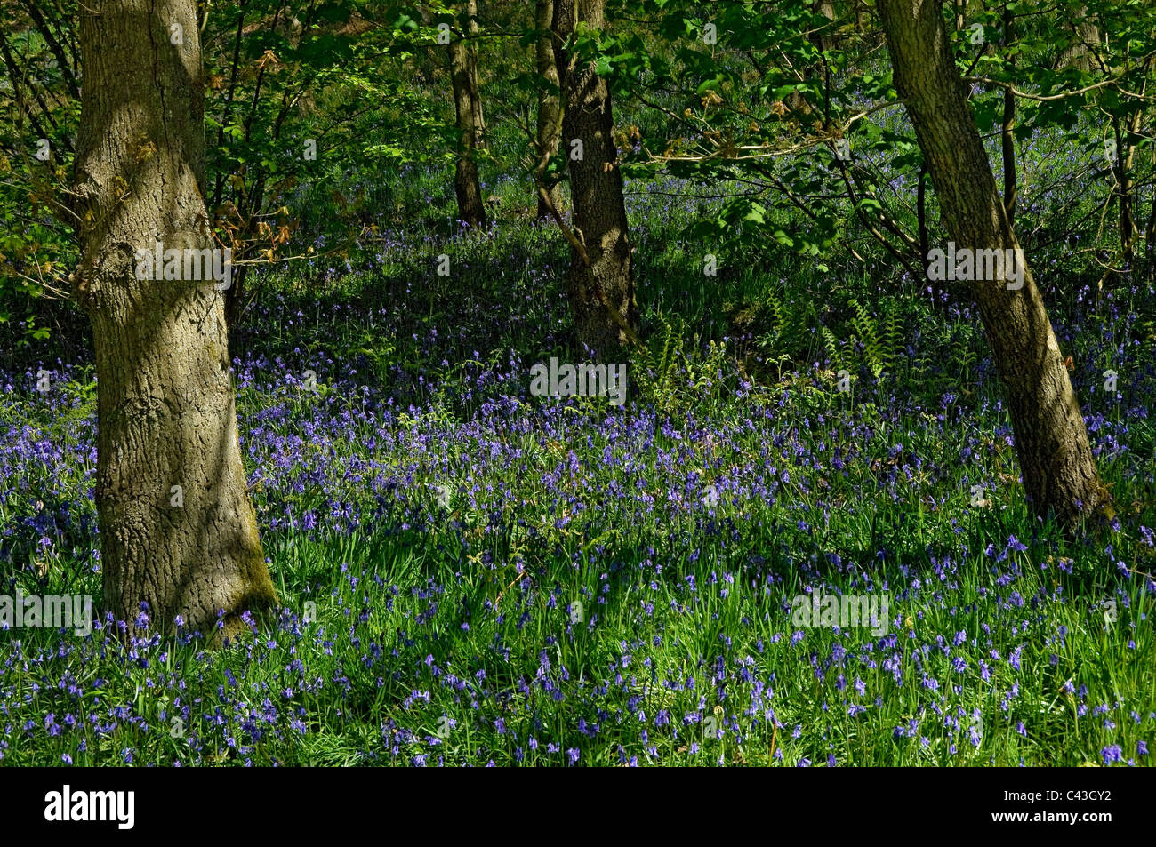 Wild bluebells bluebell blue flower flowers flowering wood woodland in ...
