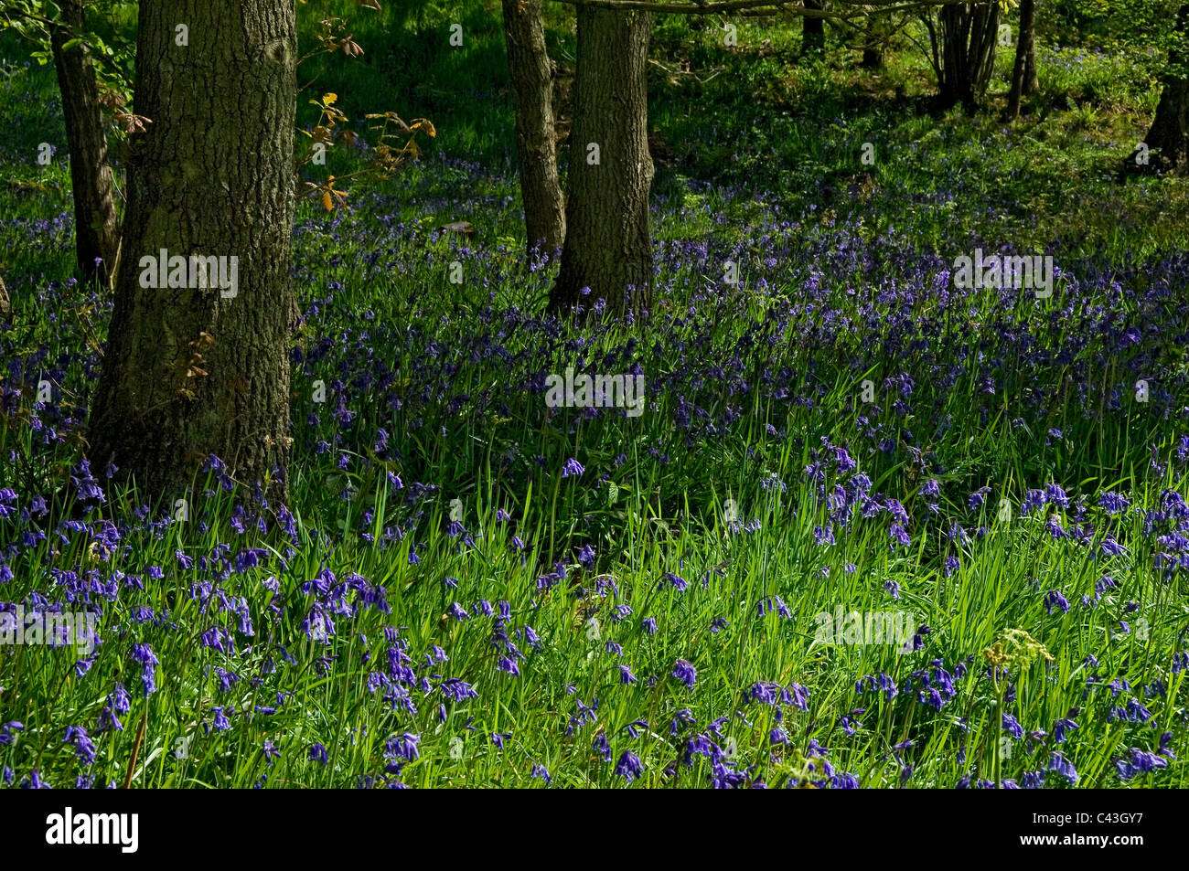 Uk wildflowers hi-res stock photography and images - Alamy