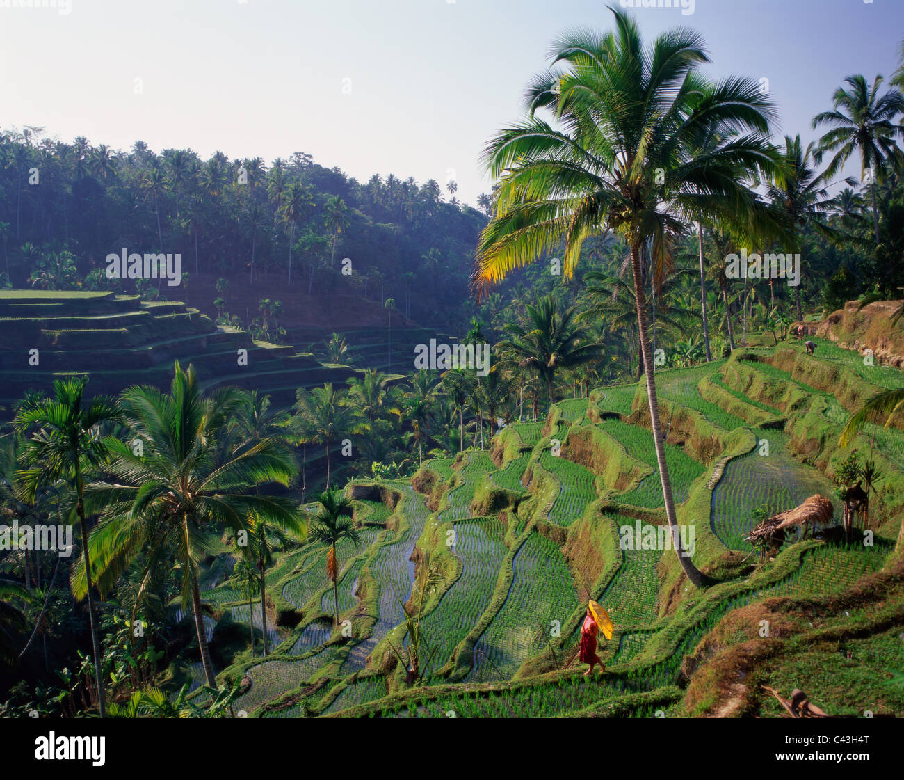 Bali, Asia, Holiday, Indonesia, Landmark, Rice terraces, Tourism ...