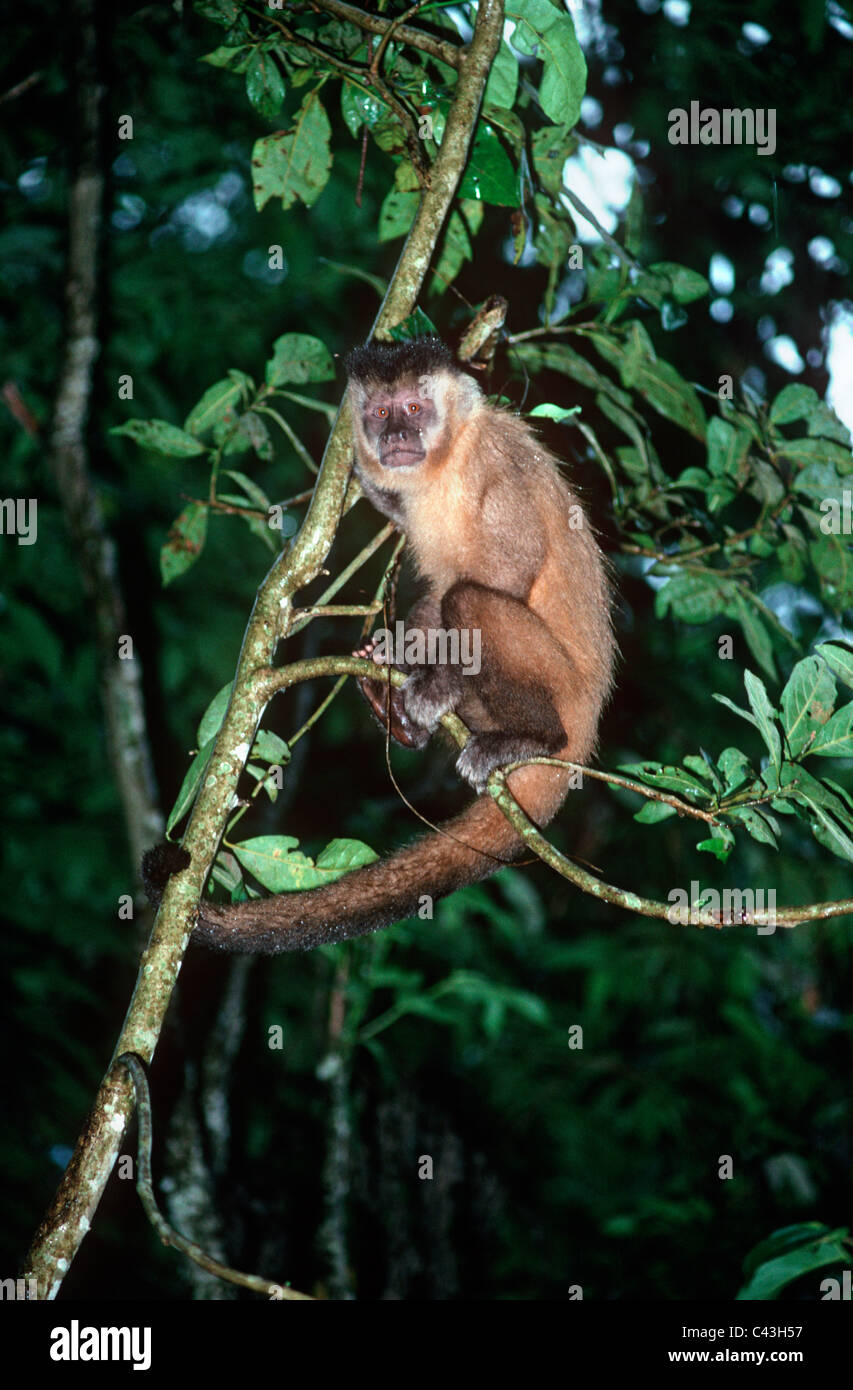 Tufted capuchin / brown capuchin / black-capped capuchin (Cebus apella ...