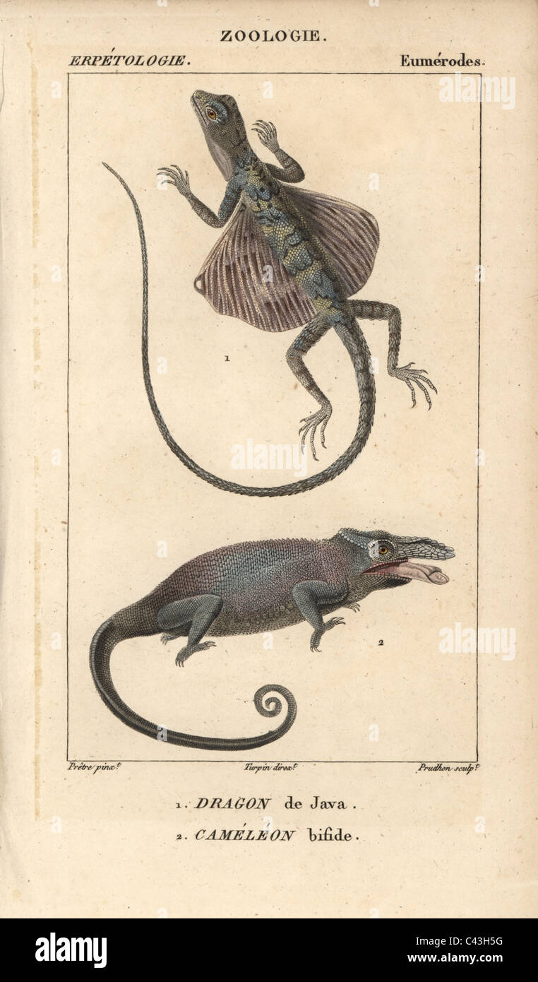 Flying dragon and two-horned chameleon Stock Photo - Alamy