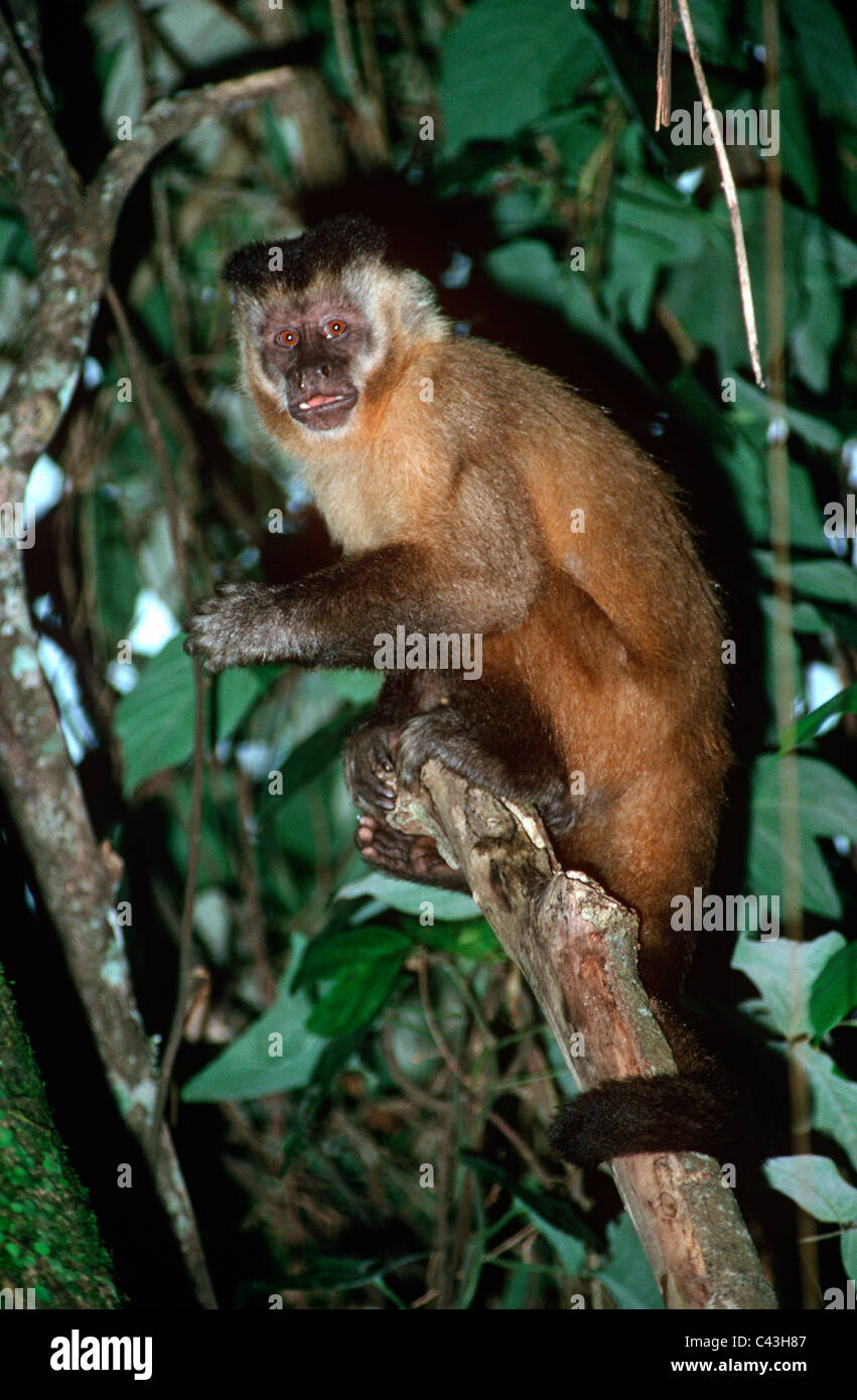 Tufted capuchin / brown capuchin / black-capped capuchin (Cebus apella ...