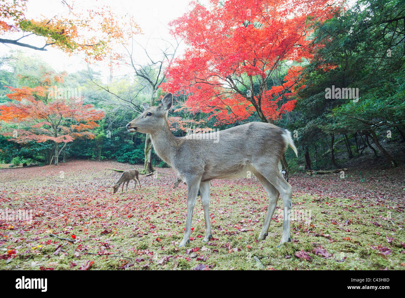 Asia, Japan, Honshu, Miyajima, Miyajima Island, Island, Islands, Omoto ...