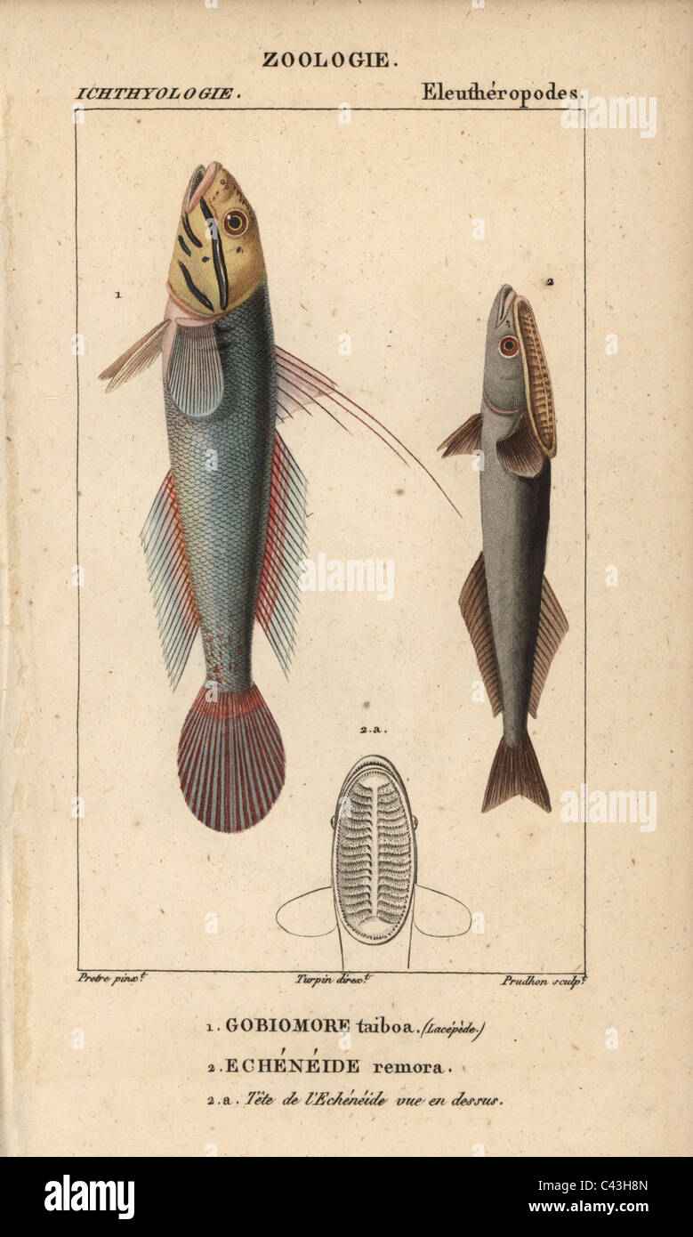 Blueband goby and shark sucker Stock Photo - Alamy