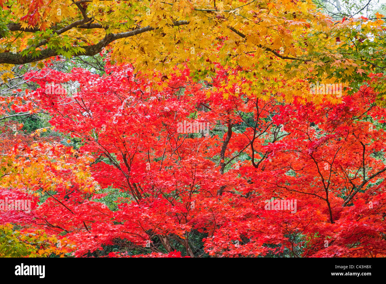 Asia, Japan, Honshu, Miyajima, Miyajima Island, Island, Islands, Omoto ...
