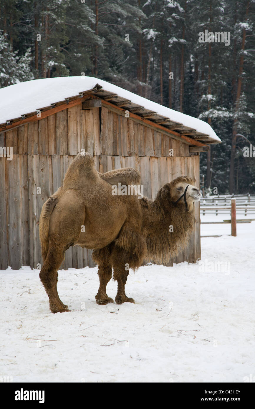 Winter camel hi-res stock photography and images - Alamy
