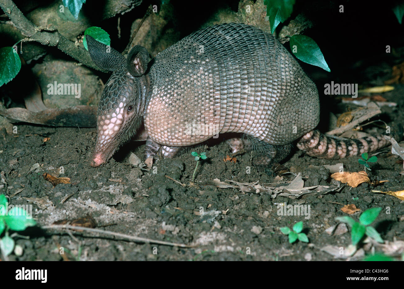 Armadillo dasypodidae hi-res stock photography and images - Alamy