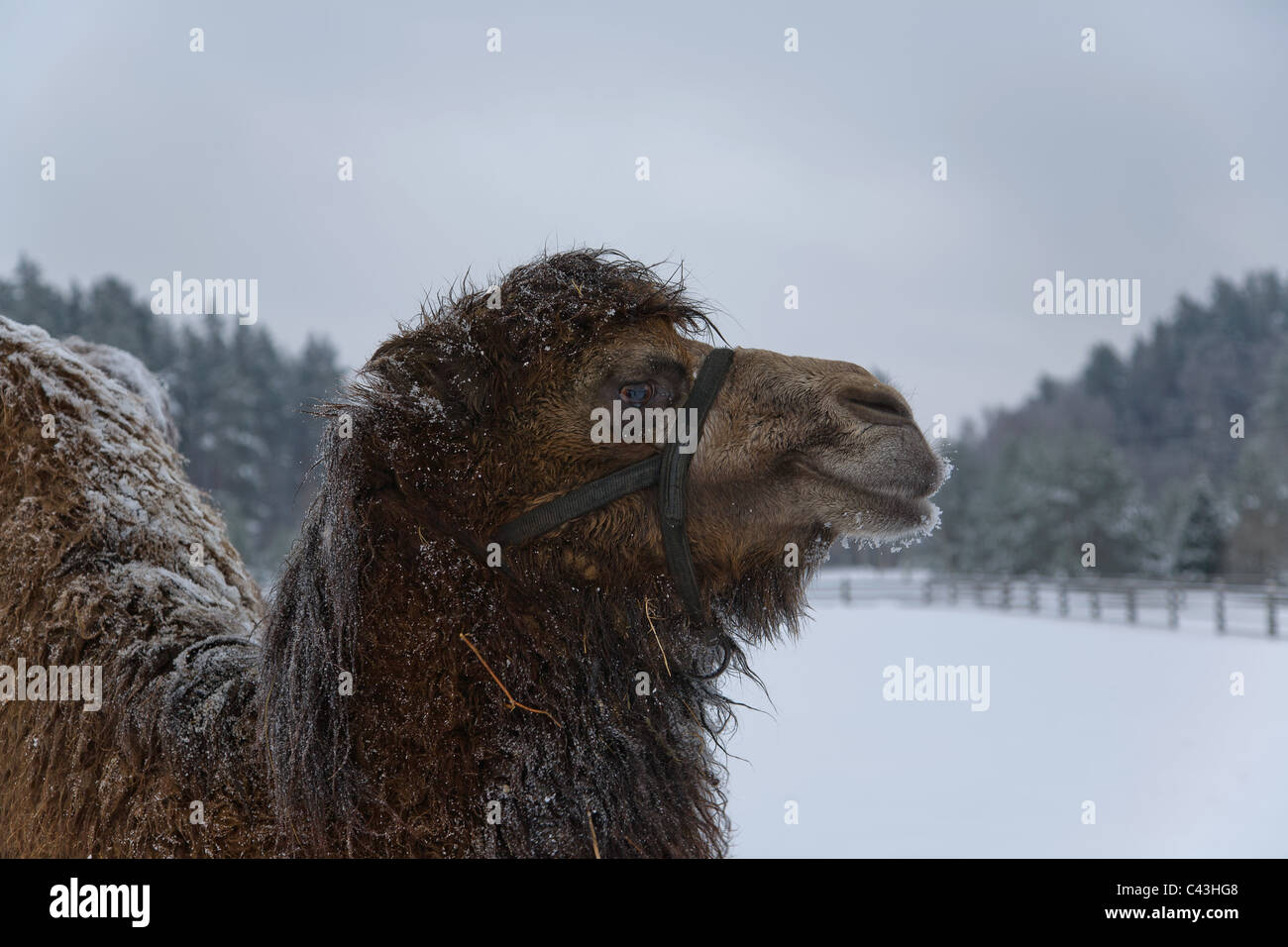 Winter camel hi-res stock photography and images - Alamy