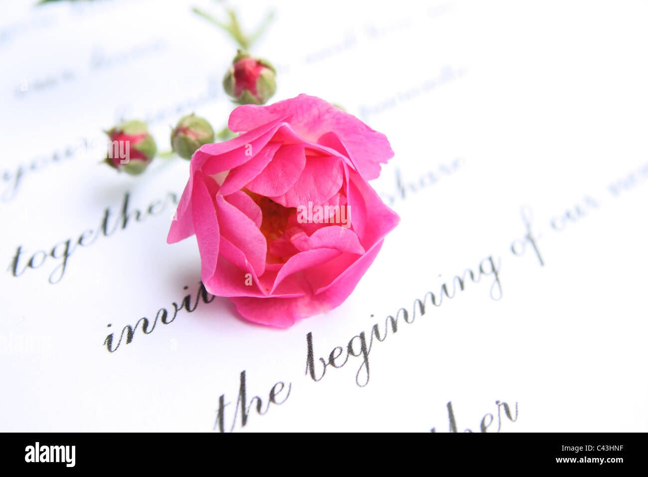 Red rose on love letter Stock Photo - Alamy