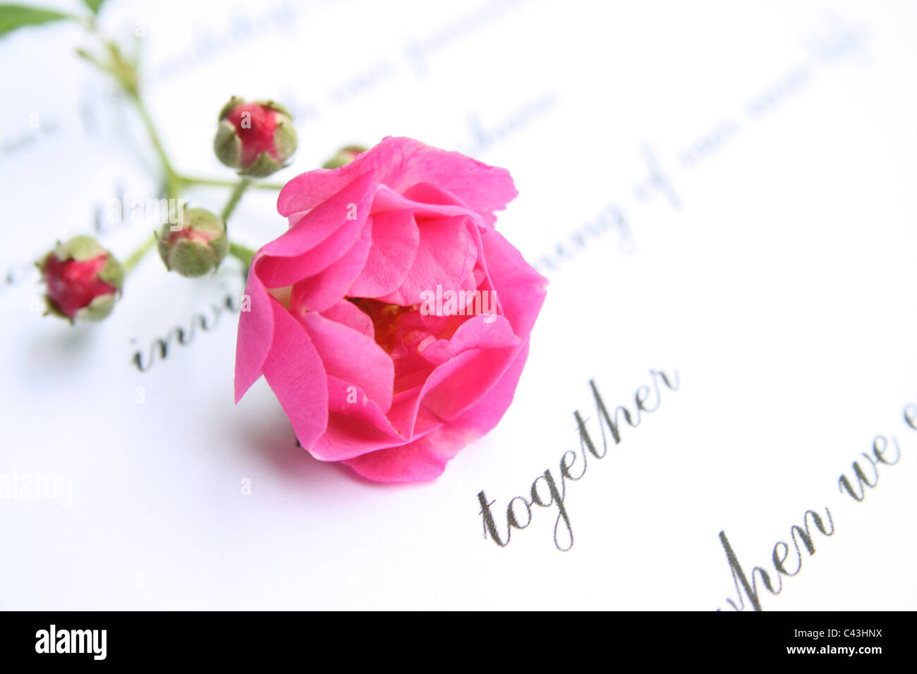 Red rose on love letter Stock Photo - Alamy