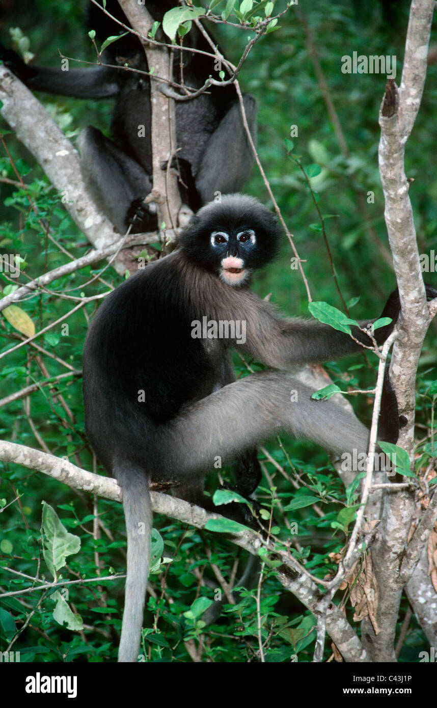 Dusky or spectacled leaf monkey or langur (Presbytis obscura ...