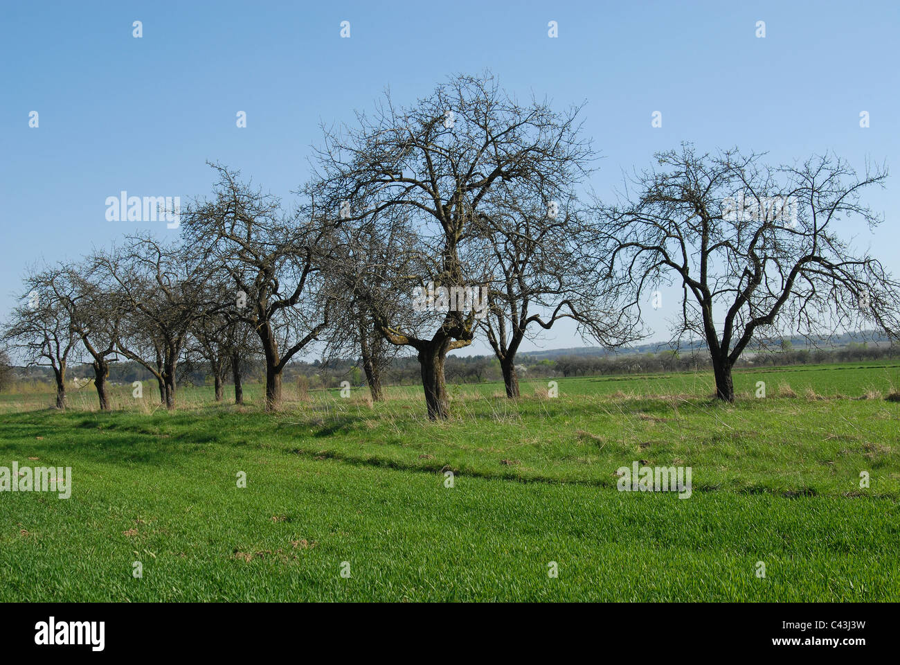 beautiful spring field , landscape Stock Photo - Alamy