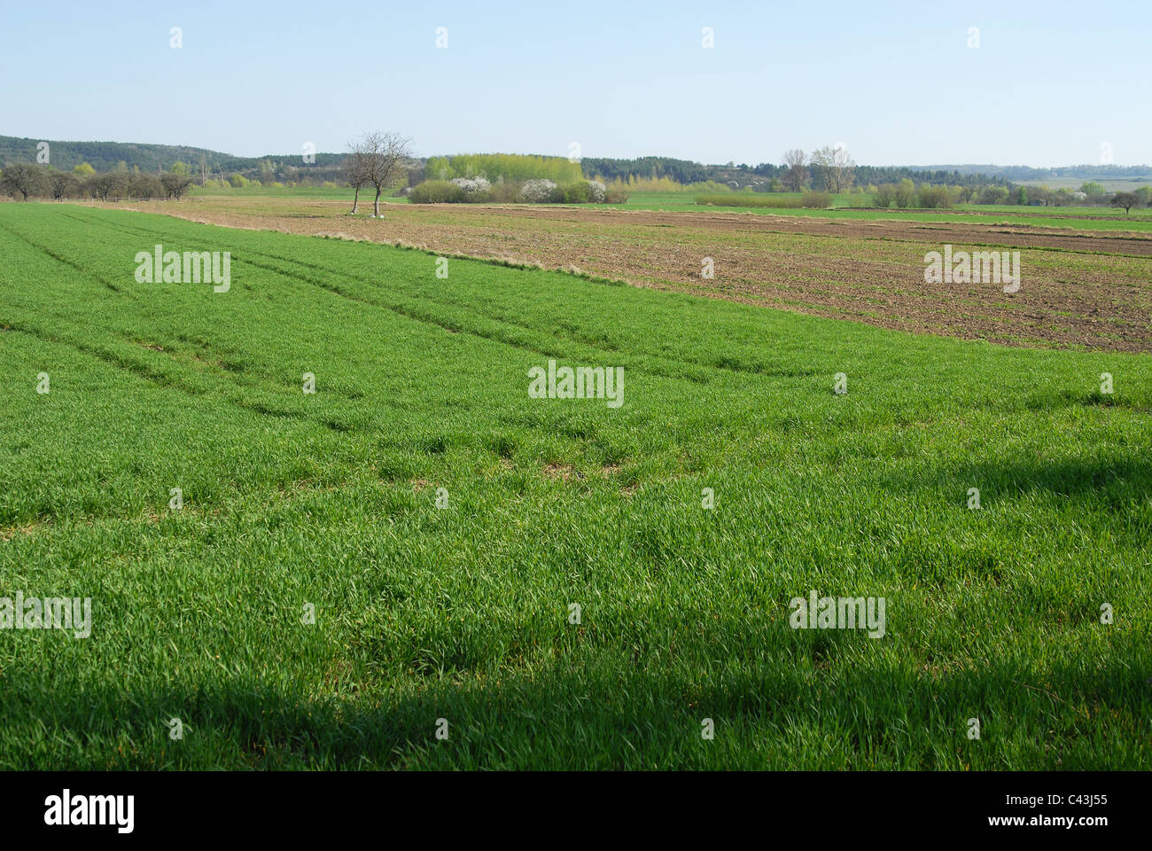 beautiful spring field , landscape Stock Photo - Alamy