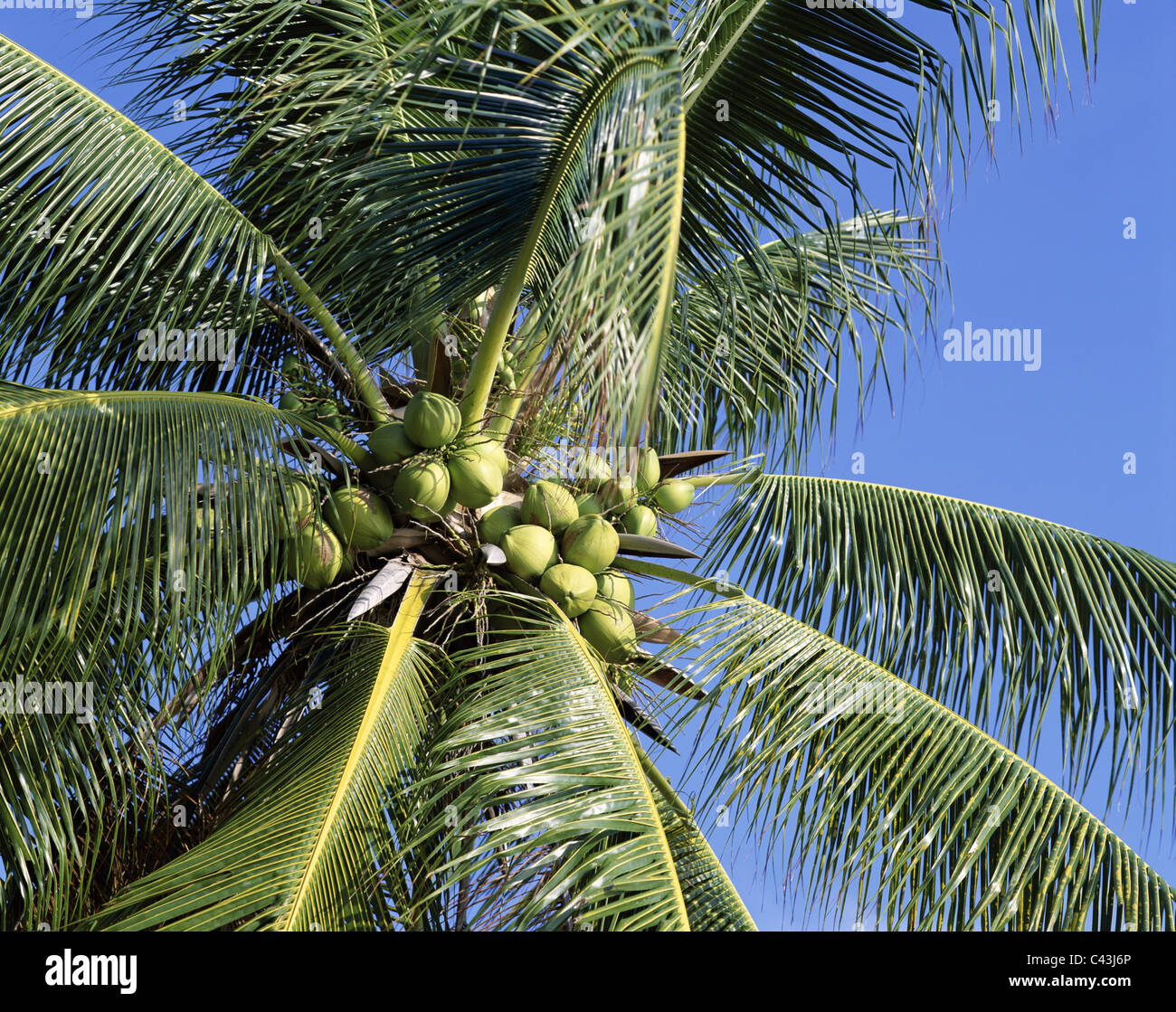 Asia, Coconut tree, Holiday, Ko samui, Landmark, Thailand, Tourism ...