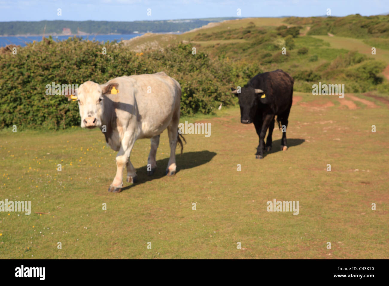 Cows on the gower hi-res stock photography and images - Alamy