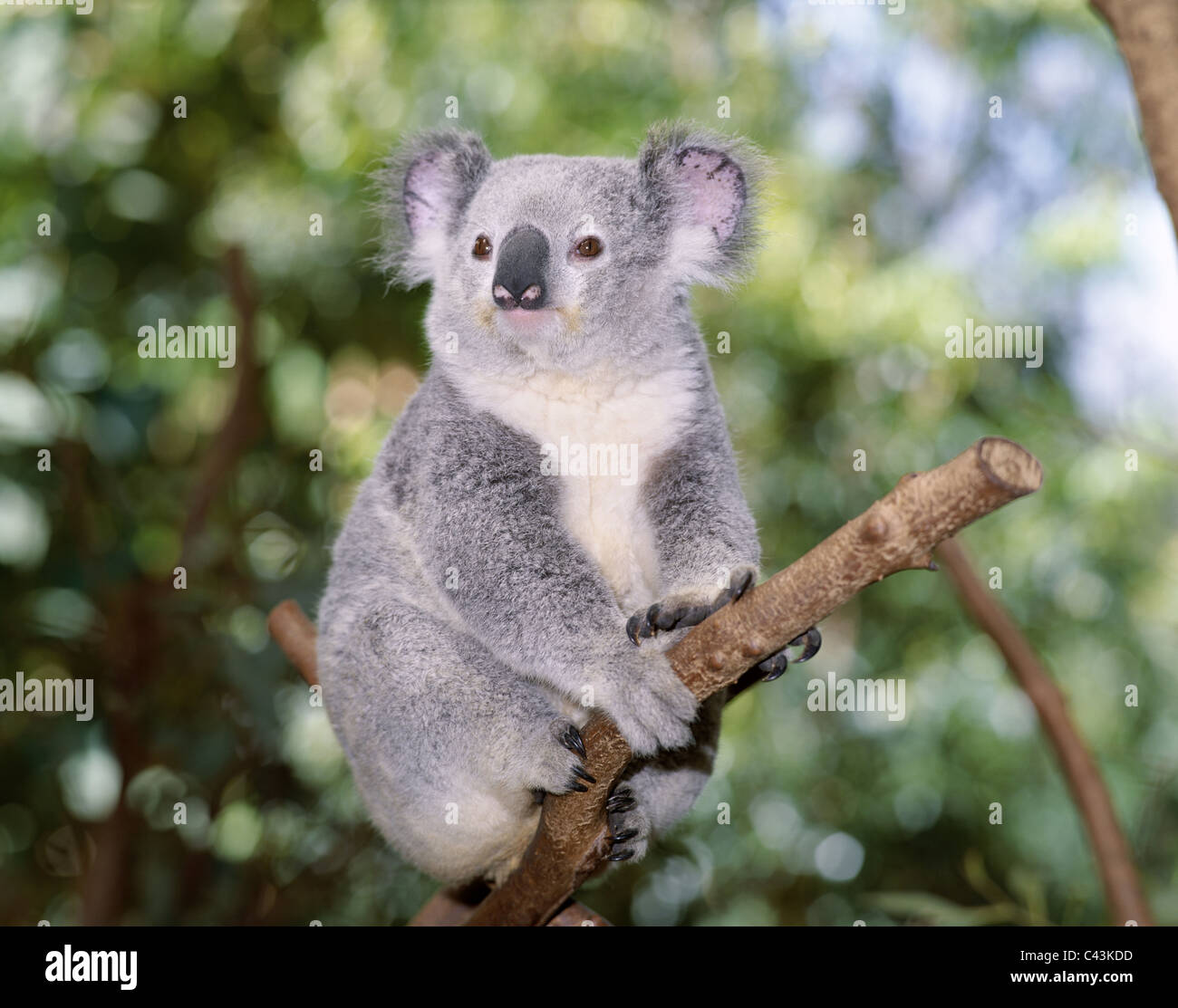Australia, Bear, Brisbane, Eucalyptus, Holiday, Koala, Landmark, Lone ...