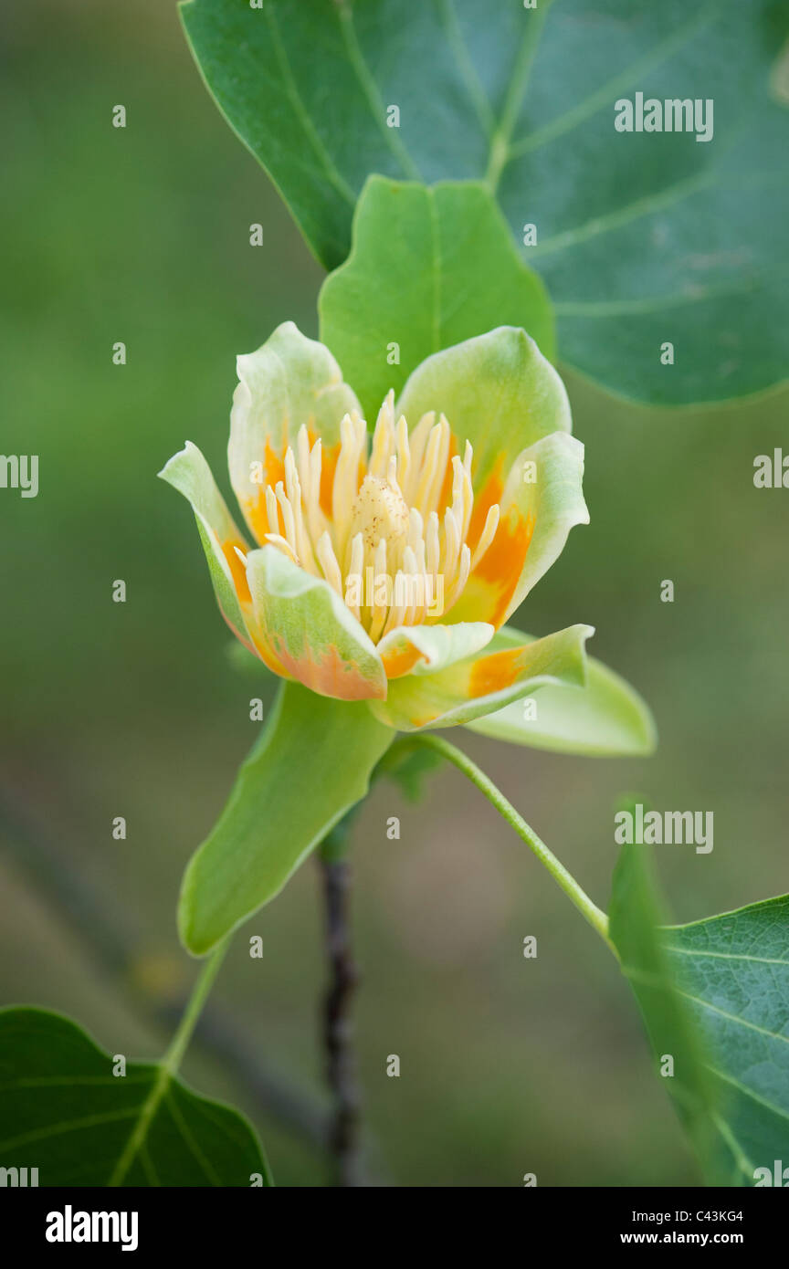 Tulip Tree (liriodendron Tulipifera) High Resolution Stock Photography ...