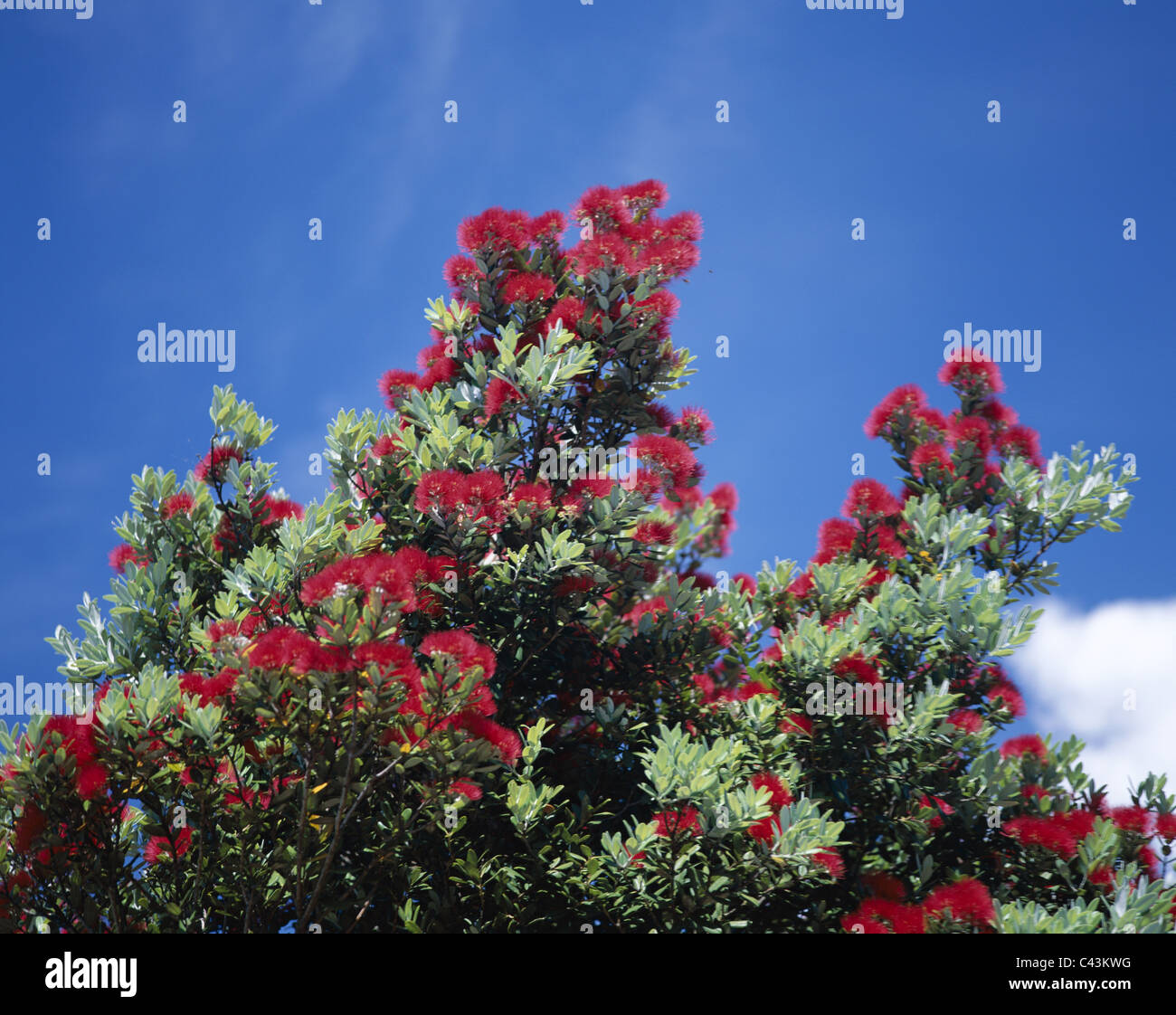 Pohutakawa new zealand hi-res stock photography and images - Alamy