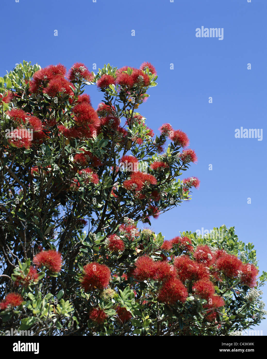 Pohutakawa tree hi-res stock photography and images - Alamy