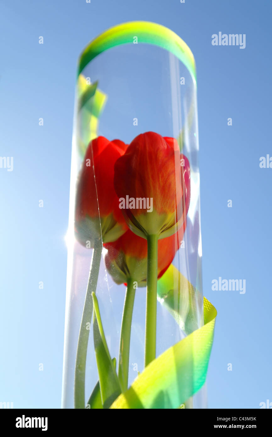 Bouquet of red tulips in a transparent wrapper Stock Photo - Alamy