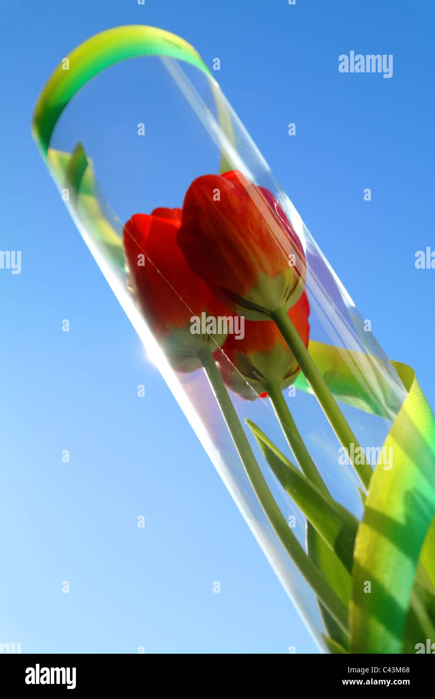 Bouquet of red tulips in a transparent wrapper Stock Photo - Alamy