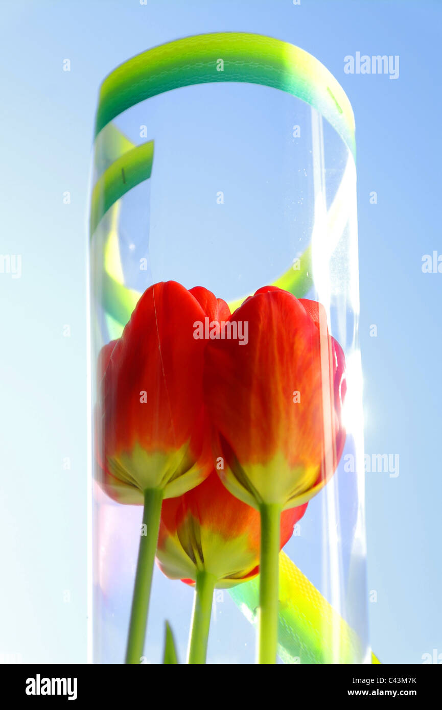 Bouquet of red tulips in a transparent wrapper Stock Photo - Alamy