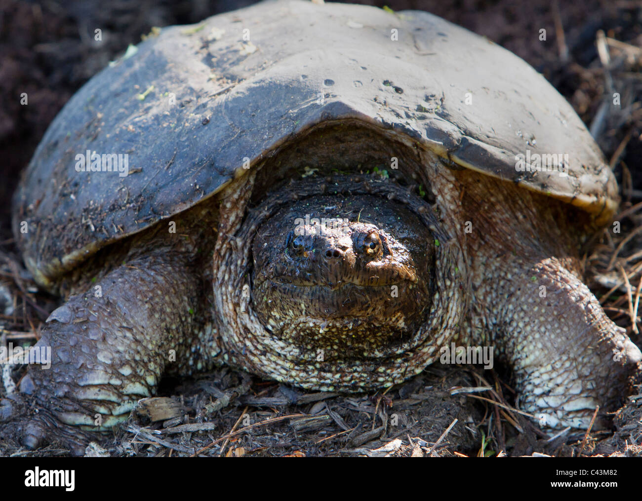 common snapping turtle, Chelydra serpentina Stock Photo - Alamy