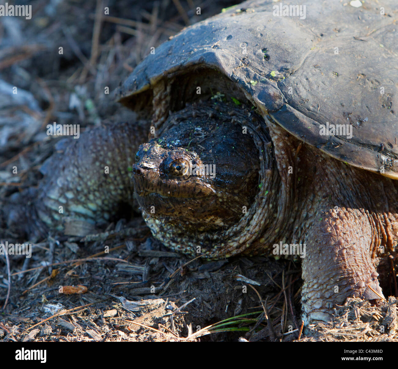 common snapping turtle, Chelydra serpentina Stock Photo - Alamy