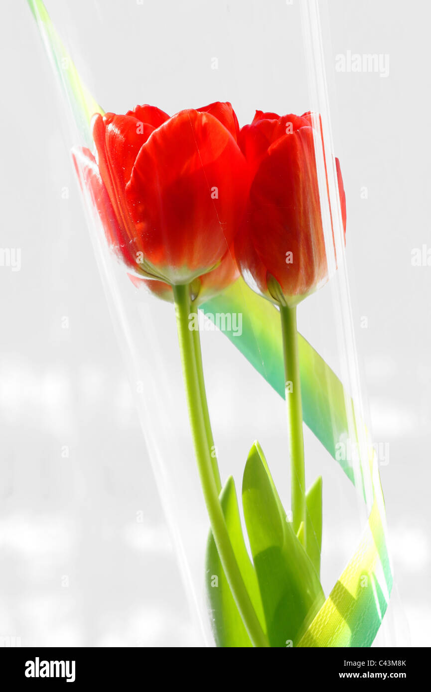 Transparent wrapper hi-res stock photography and images - Alamy