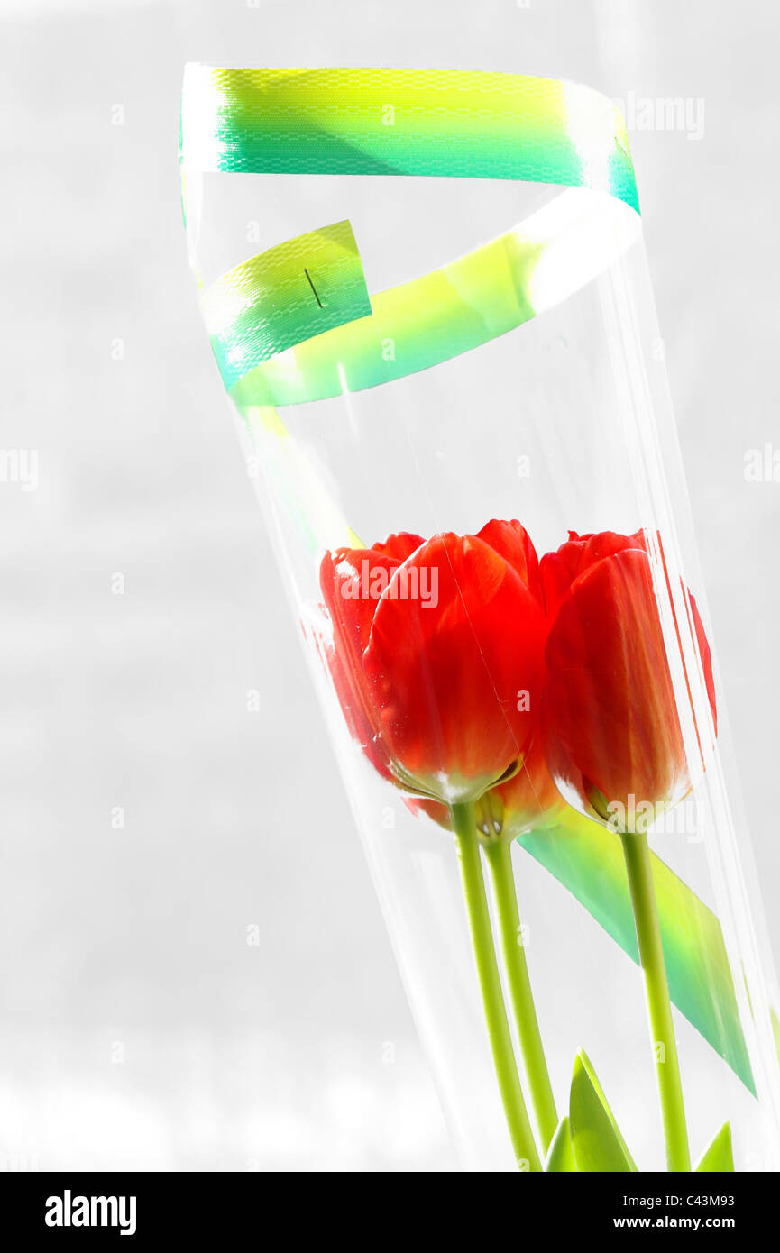 Bouquet of red tulips in a transparent wrapper Stock Photo - Alamy