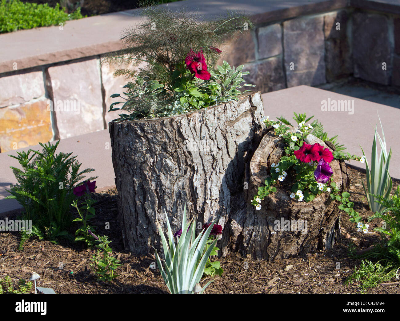 Petunia display hi-res stock photography and images - Alamy