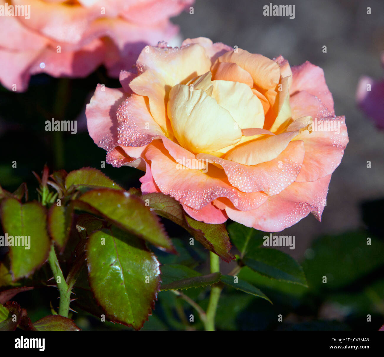 Day Breaker Rose