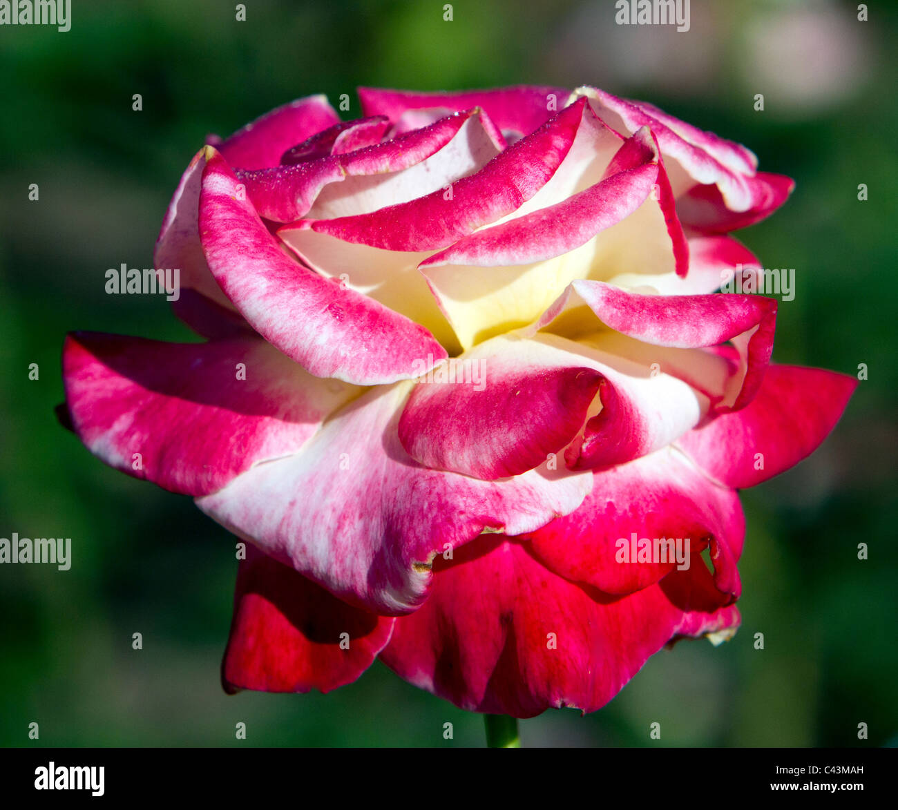 Rose Double Delight hybrid tea Stock Photo - Alamy